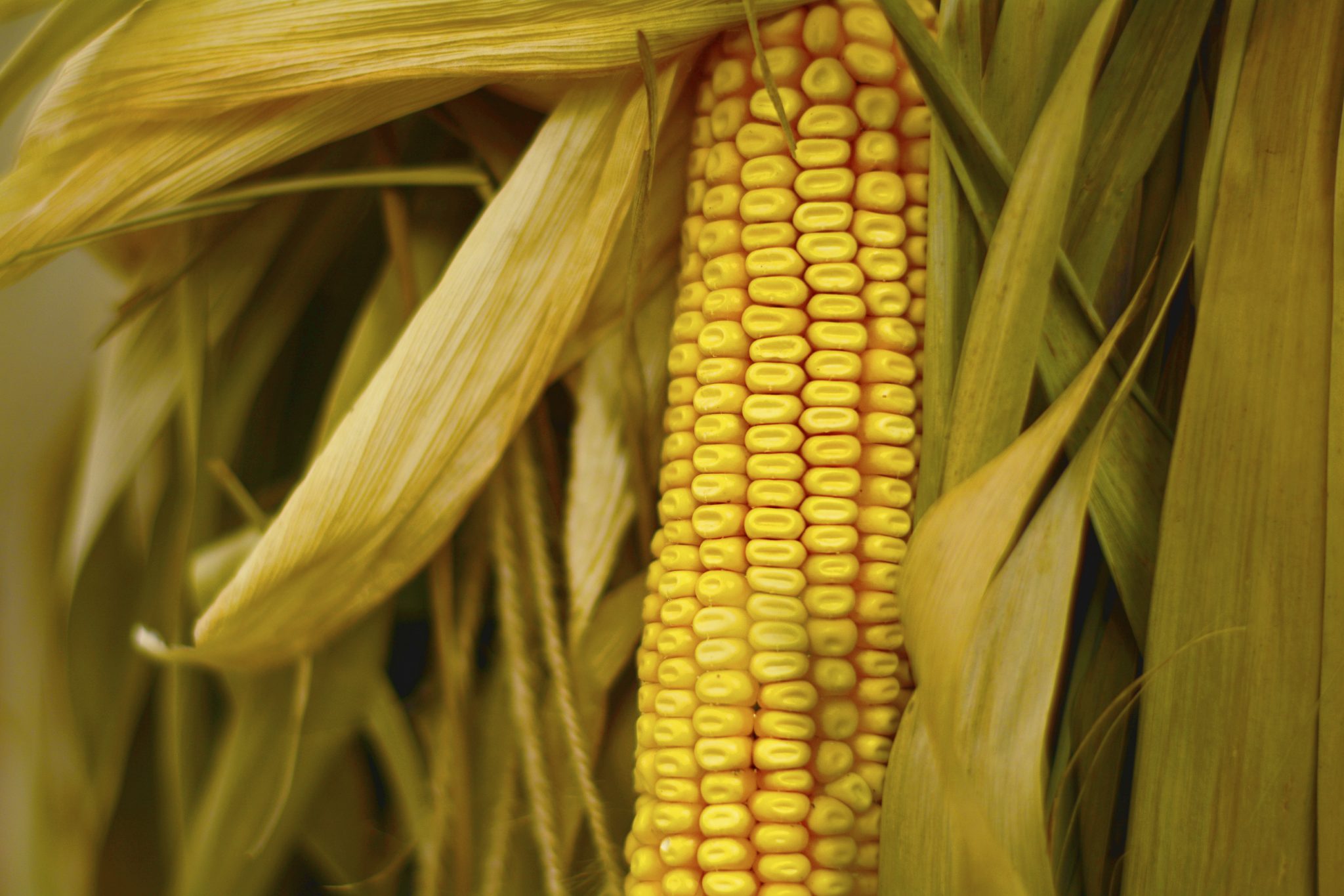 SGS BioVision News: August - Crop Science