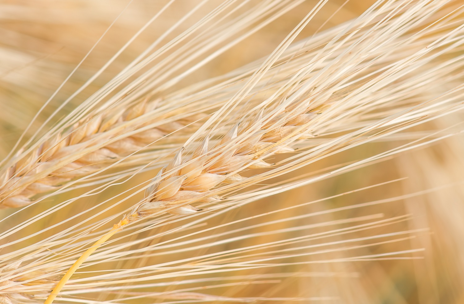 SGS BioVision News: November 2018 - Crop Science