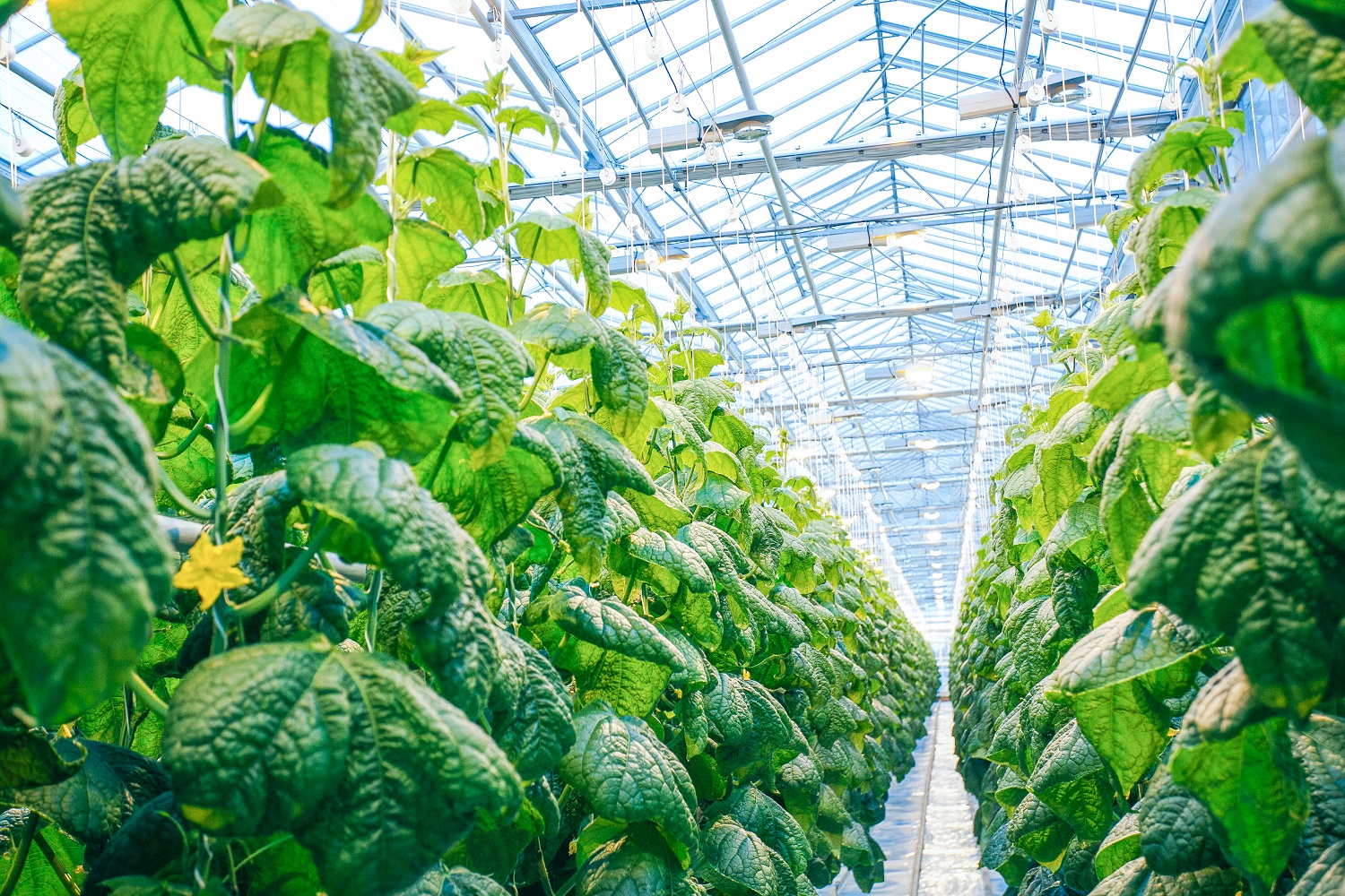 SGS BioVision News: January 2019 - Crop Science