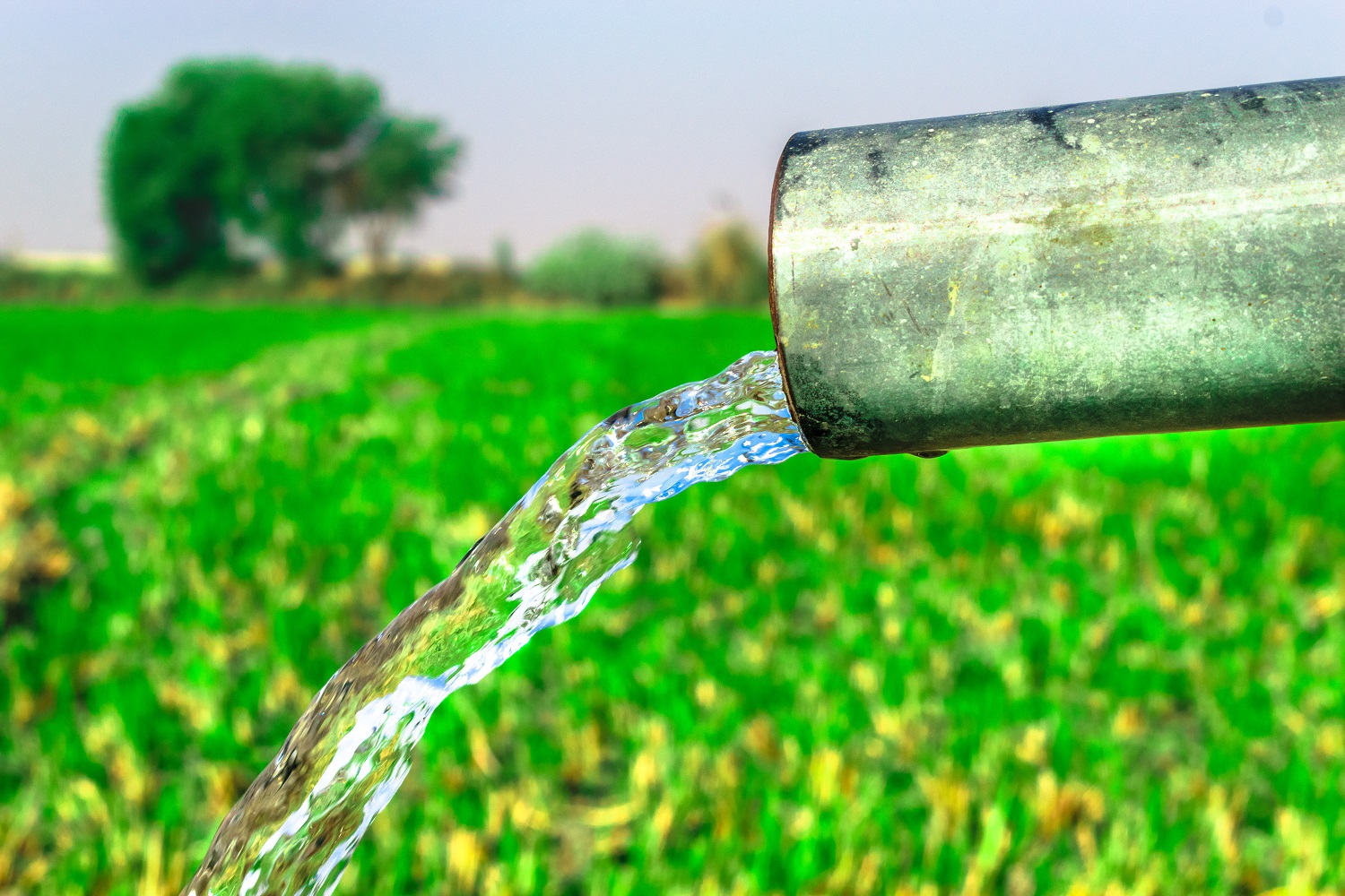 SGS Seed and Crop News: April 2020 - Crop Science