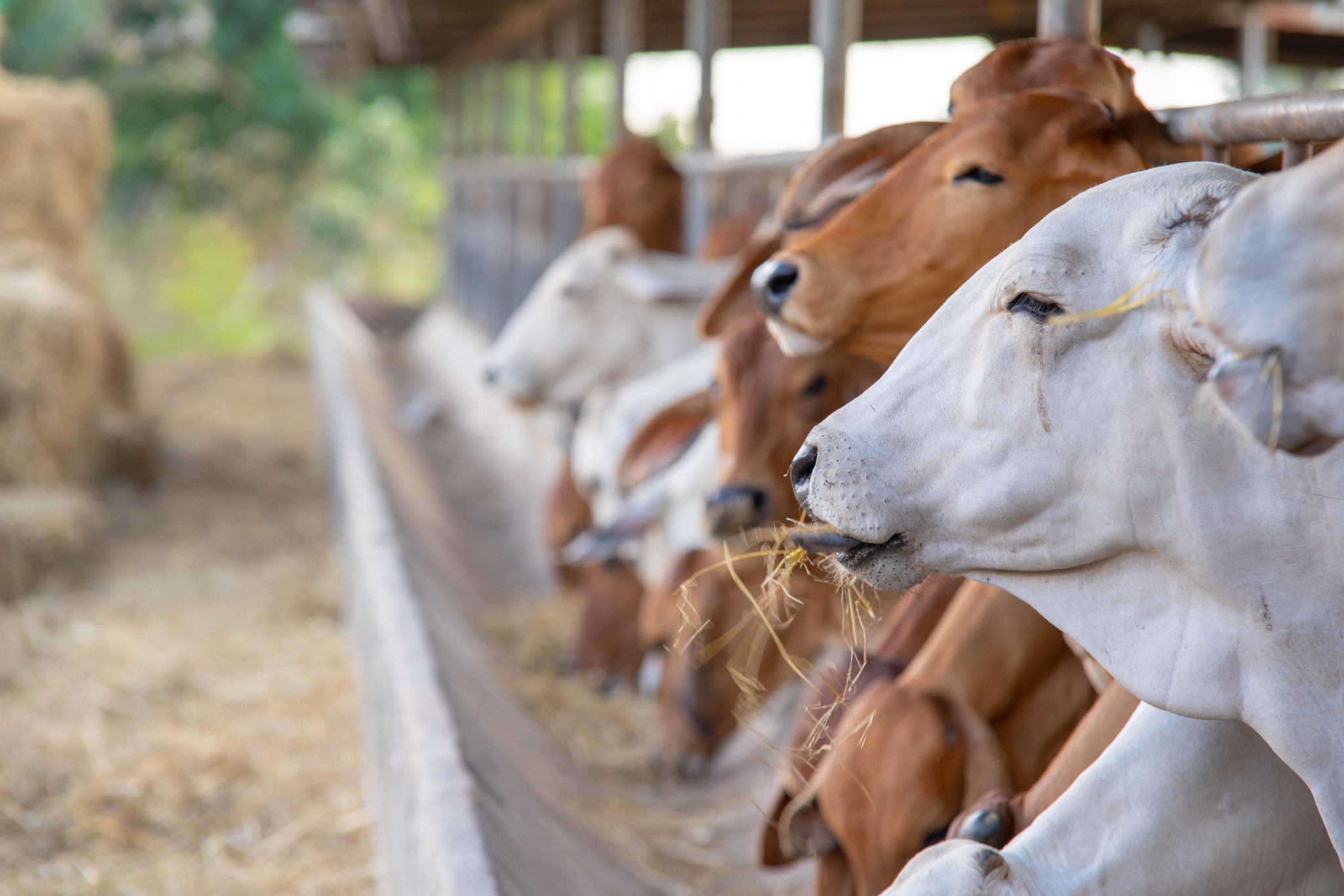 SGS Crop Science News: June 2024 - Crop Science