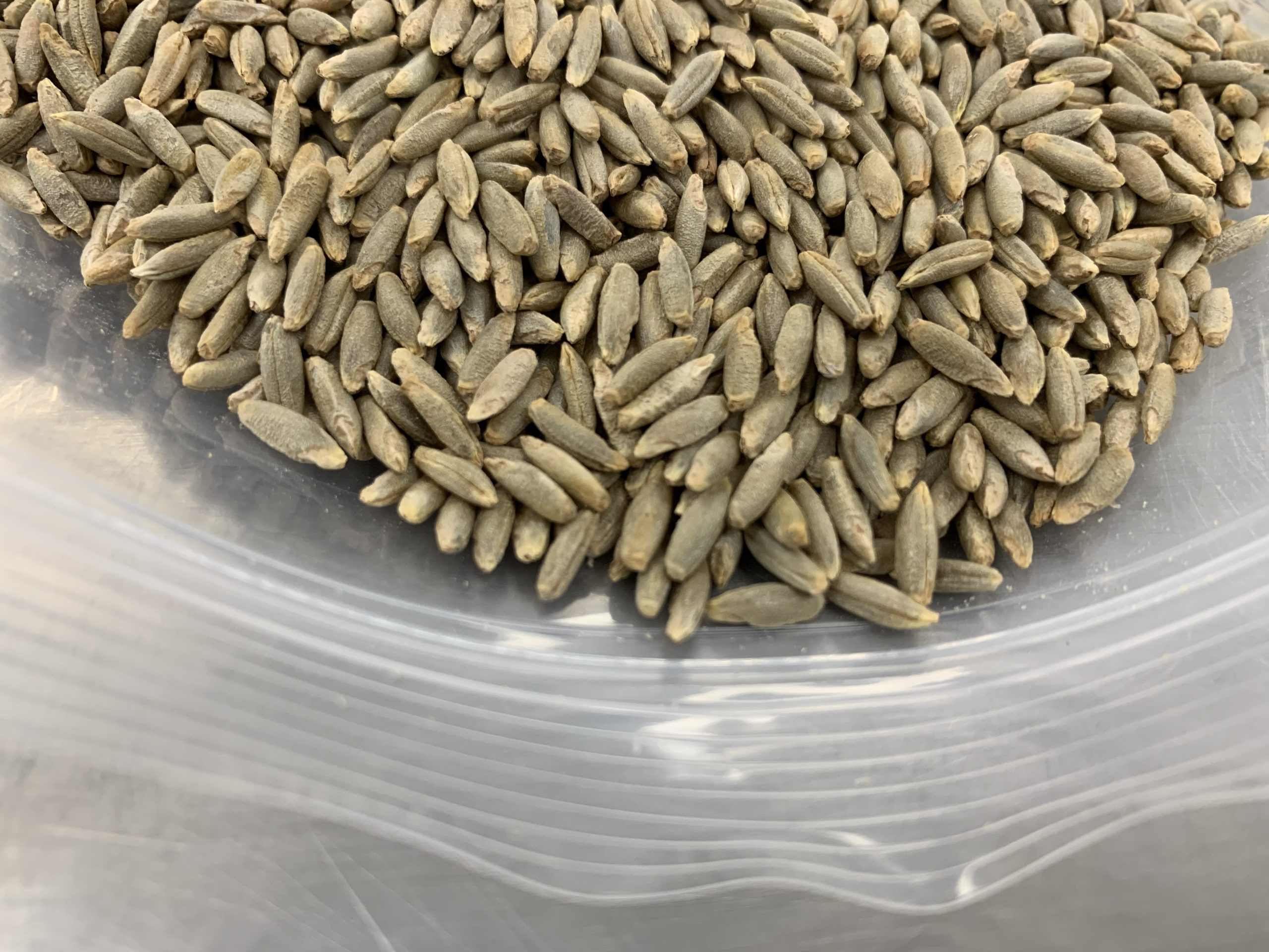 SGS Crop Science News: July 2024 - Crop Science