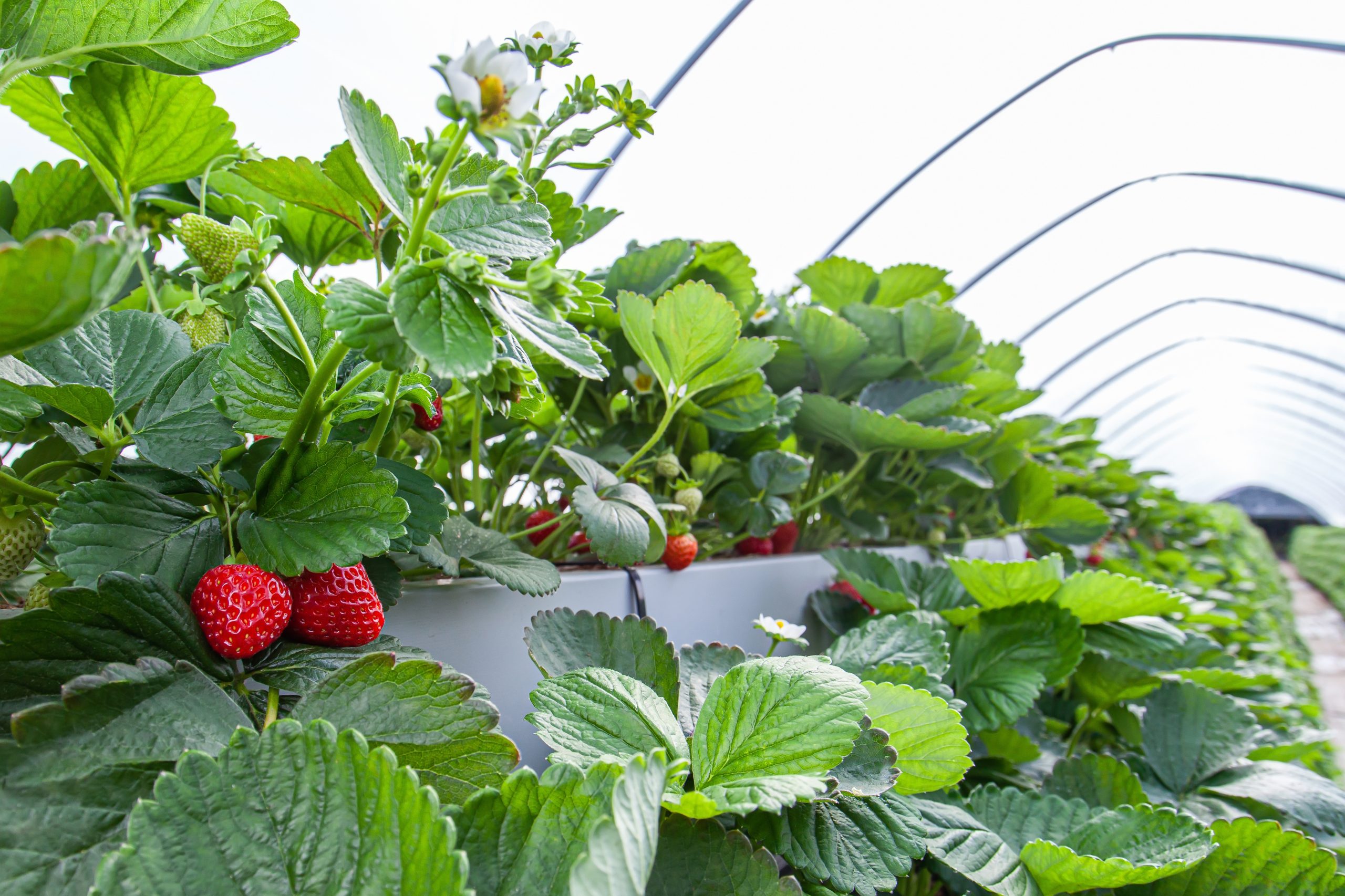 SGS Crop Science Guelph: February 2025 - Crop Science