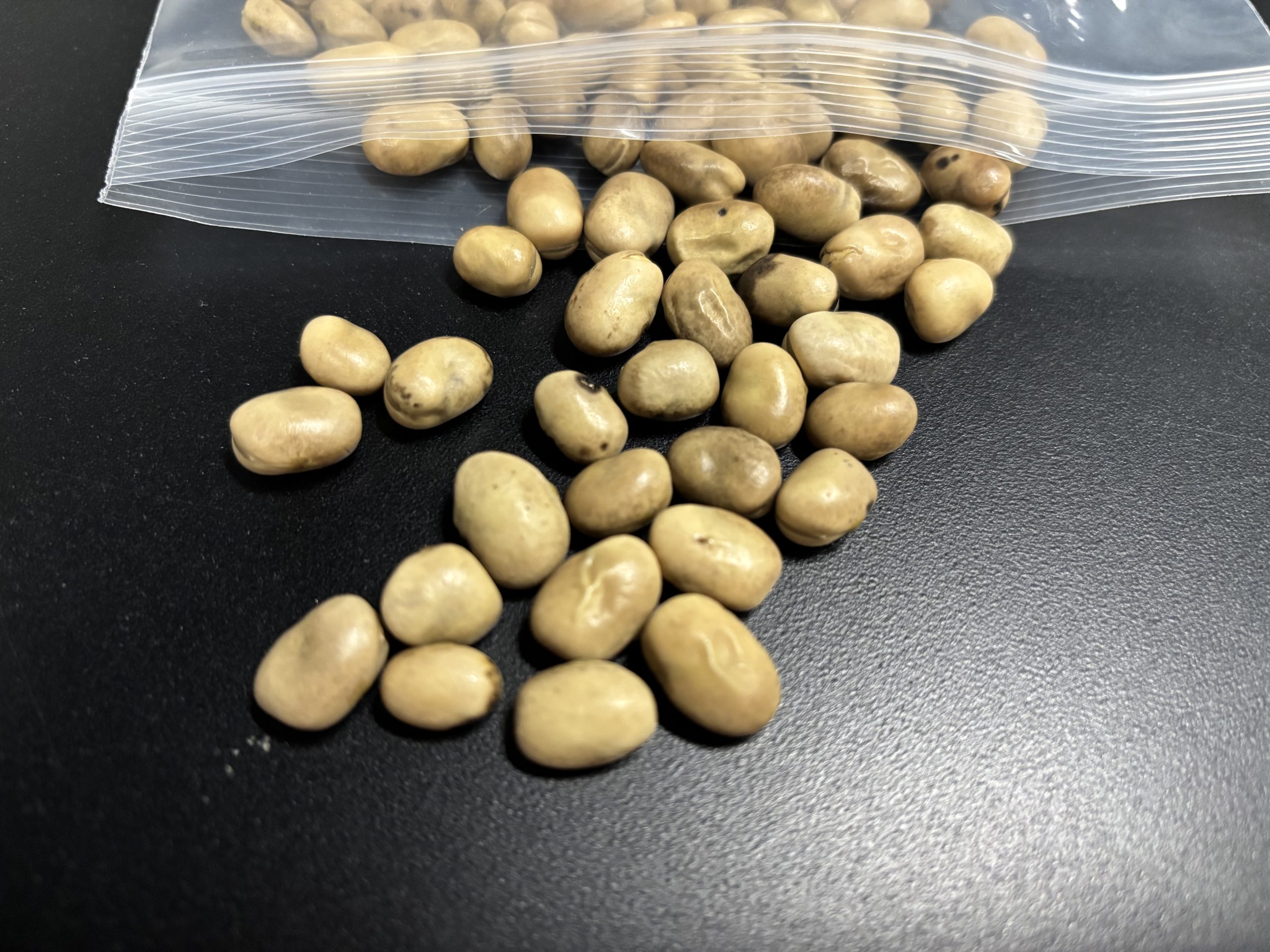 SGS Crop Science Seed: March 2025 - Crop Science
